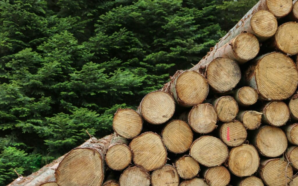 Wood market: an evolving sector – forecasts and trends for 2025 ...